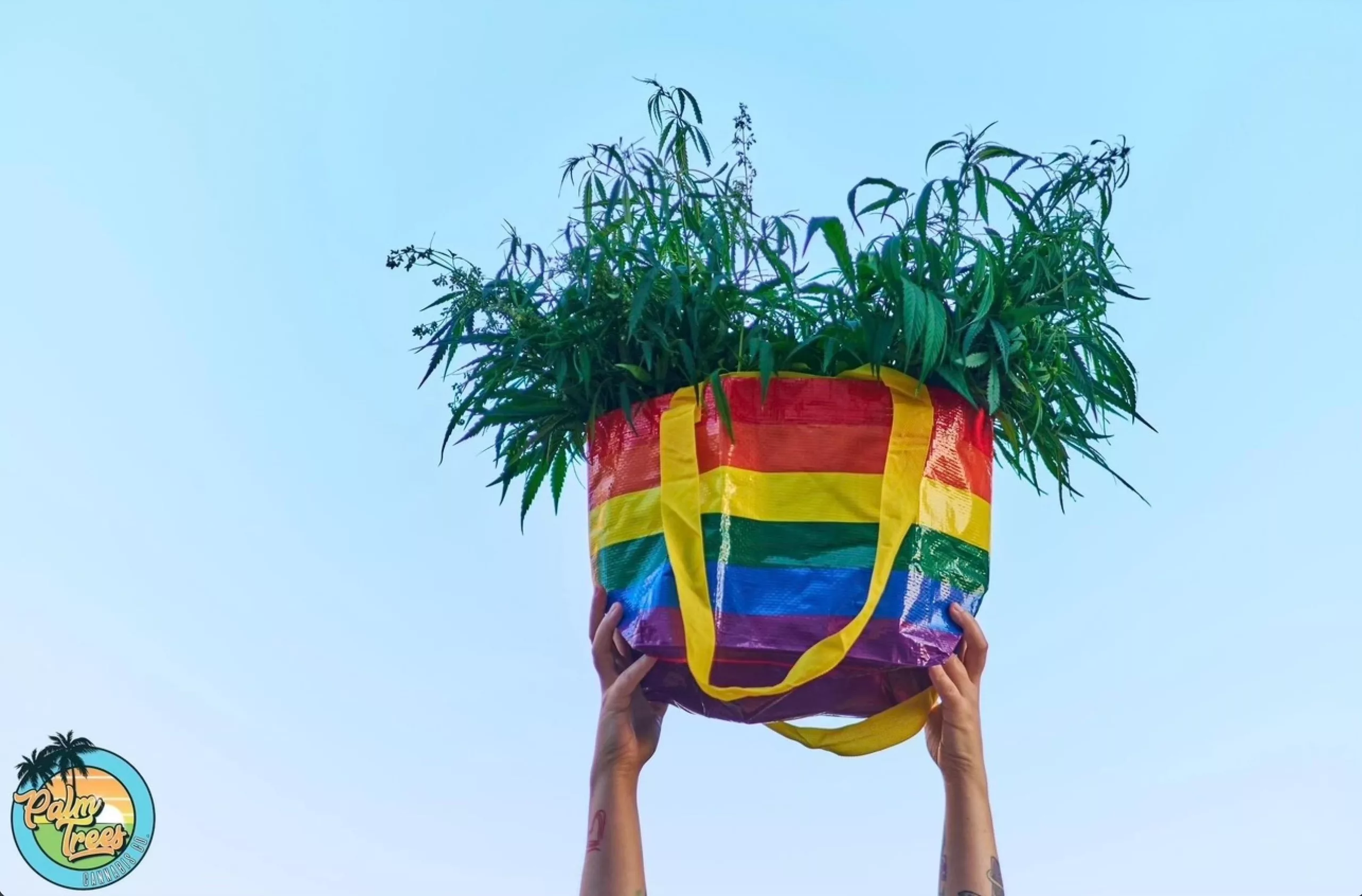 Pot Pride Cannabis Community and LGBTQ+ Inclusivity | Palm Trees DC