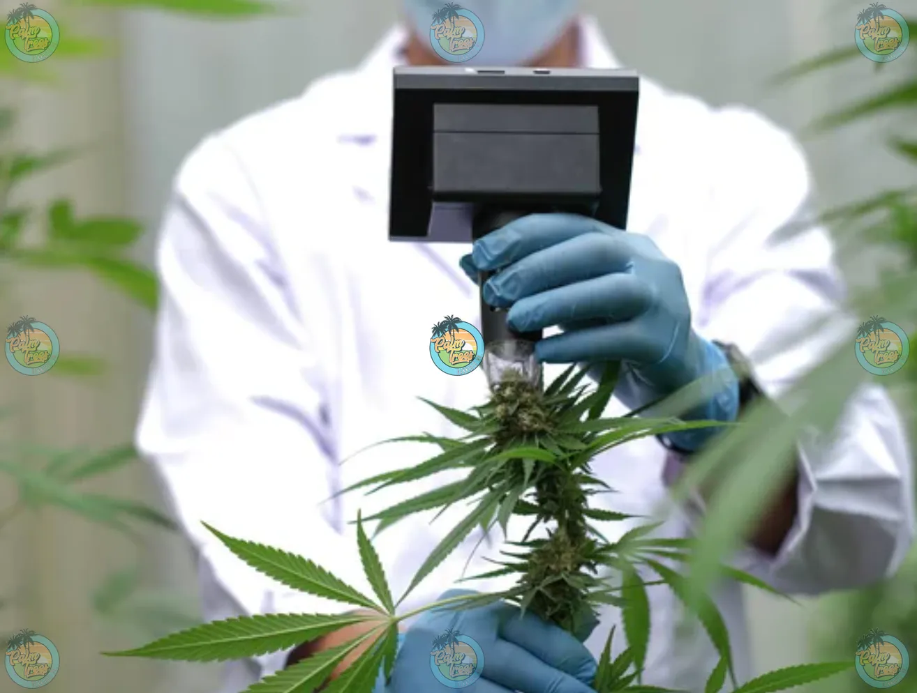 Evolution of Cannabis Cultivation Process | Palm Trees DC | Cannabis ...