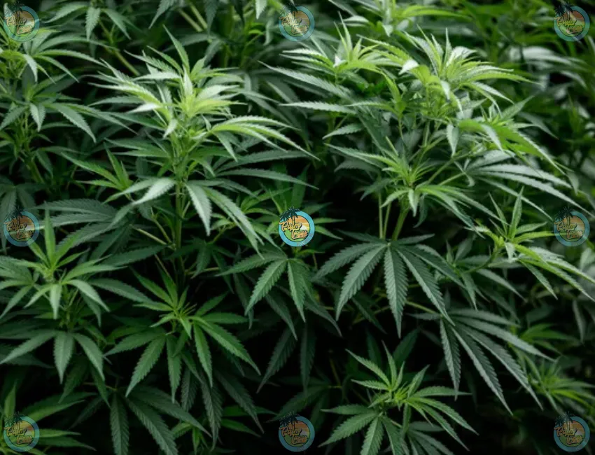 Cannabis Strains Indica Hybrid & Sativa | Palm Trees DC | Cannabis DC