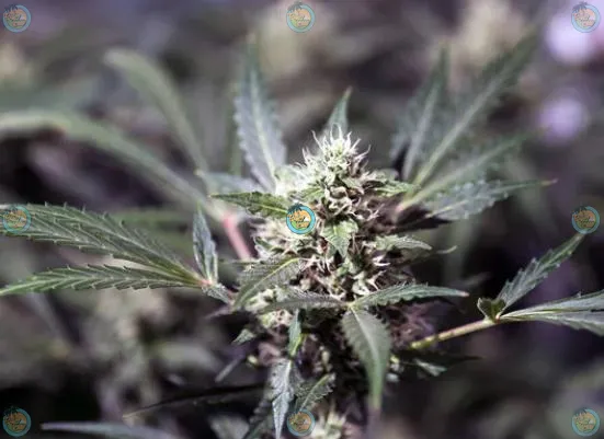 Kali Mist Cannabis in DC | Palm Trees DC | Cannabis Delivery DC