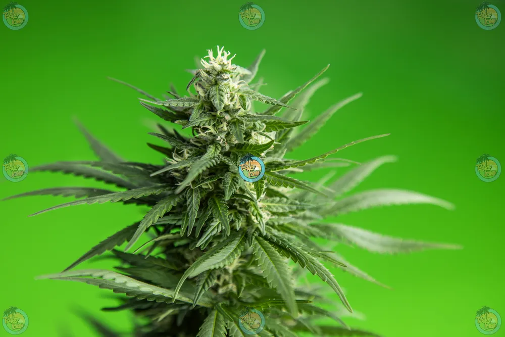 Wonka Cannabis in DC | Palm Trees DC | Weed Delivery DC